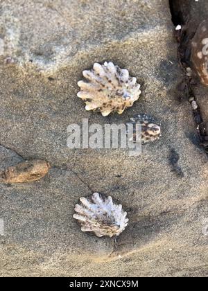 Rough Limpet (Lottia scabra) Mollusca Stock Photo - Alamy