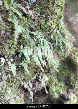 Cunningham's maidenhair (Adiantum cunninghamii) Plantae Stock Photo - Alamy