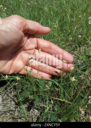 buffalograss (Bouteloua dactyloides) Plantae Stock Photo - Alamy