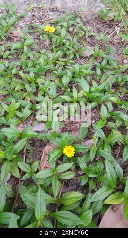 trailing daisy (Sphagneticola trilobata) Plantae Stock Photo - Alamy