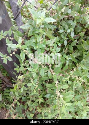 pellitories (Parietaria) Plantae Stock Photo - Alamy