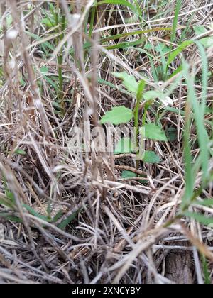 White Root (Lobelia purpurascens) Plantae Stock Photo - Alamy