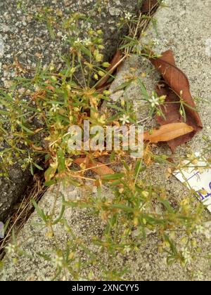 green carpetweed (Mollugo verticillata) Plantae Stock Photo - Alamy