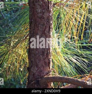 loblolly pine (Pinus taeda) Plantae Stock Photo - Alamy