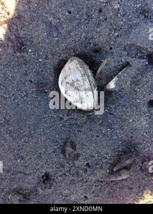 Venus Clams (Veneridae) Mollusca Stock Photo - Alamy