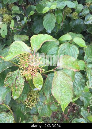 Round-leaved Dogwood (Cornus rugosa) Plantae Stock Photo - Alamy
