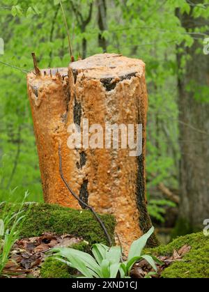 sap yeast (Cystofilobasidium macerans) Fungi Stock Photo - Alamy
