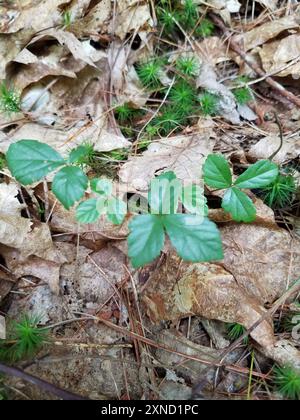 swamp dewberry (Rubus hispidus) Plantae Stock Photo - Alamy