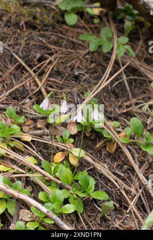 Twinflower (Linnaea borealis) Plantae Stock Photo - Alamy