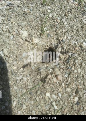 Black Harvester Ant (Veromessor pergandei) Insecta Stock Photo - Alamy