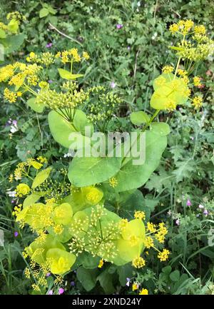 Perfoliate Alexanders (Smyrnium perfoliatum) Plantae Stock Photo - Alamy