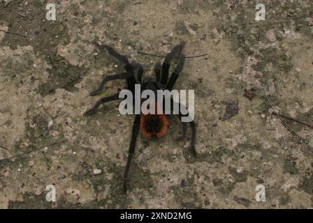Yucatán Rust-rump Tarantula (Tliltocatl epicureanus Stock Photo - Alamy