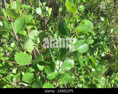 swamp birch (Betula pumila) Plantae Stock Photo - Alamy