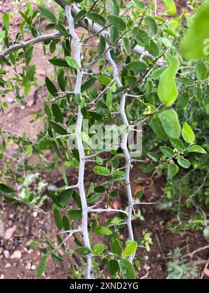 spiny hackberry (Celtis pallida) Plantae Stock Photo - Alamy