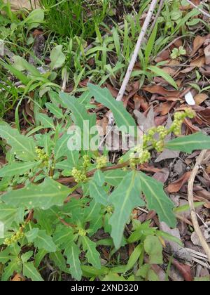 oak-leaved goosefoot (Oxybasis glauca) Plantae Stock Photo - Alamy
