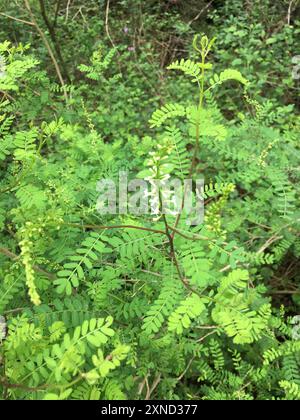 Texas Kidneywood (Eysenhardtia texana) Plantae Stock Photo - Alamy