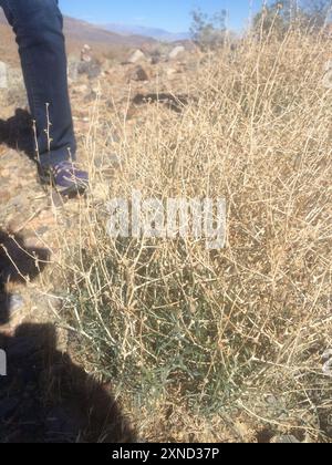 Brownplume Wirelettuce (Stephanomeria pauciflora) Plantae Stock Photo ...