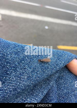 New Zealand Drywood Termite (Kalotermes brouni) Insecta Stock Photo - Alamy
