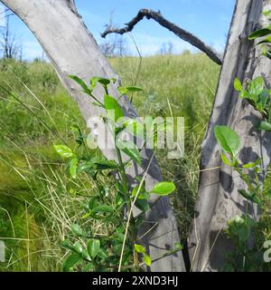 Turkeyberry (Canthium inerme) Plantae Stock Photo - Alamy