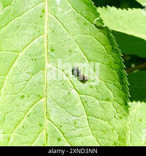 Shield-handed Wasps (Crabro) Insecta Stock Photo - Alamy