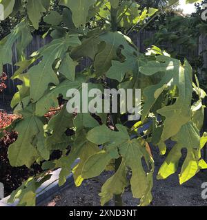 flame tree (Brachychiton acerifolius) Plantae Stock Photo - Alamy