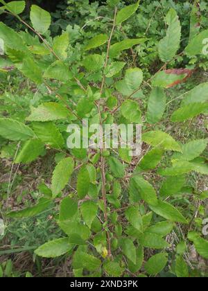 Winged Elm (Ulmus alata) Plantae Stock Photo - Alamy