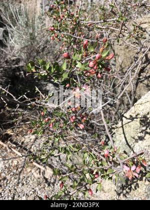 Desert Peach (Prunus andersonii) Plantae Stock Photo - Alamy