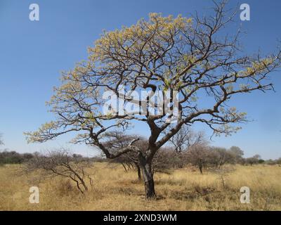 wild syringa (Burkea africana) Plantae Stock Photo - Alamy