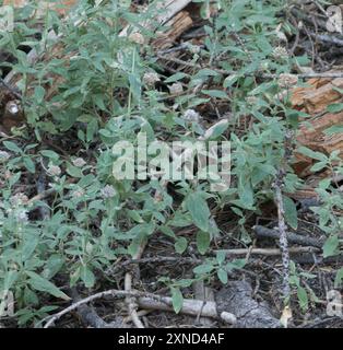 Monardellas (Monardella) Plantae Stock Photo - Alamy