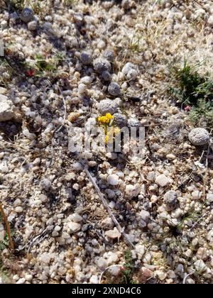 Chinchweed (Pectis papposa) Plantae Stock Photo - Alamy