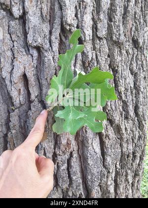 sand post oak (Quercus margaretiae) Plantae Stock Photo - Alamy
