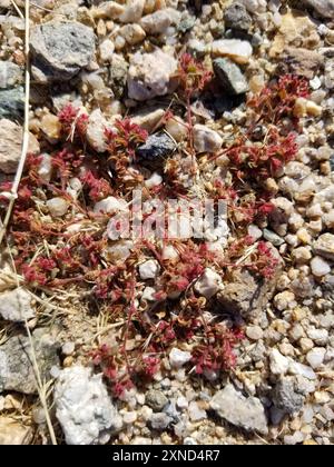 Yuma Sandmat (Euphorbia setiloba) Plantae Stock Photo - Alamy
