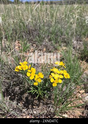 woolly paperflower (Psilostrophe tagetina) Plantae Stock Photo - Alamy