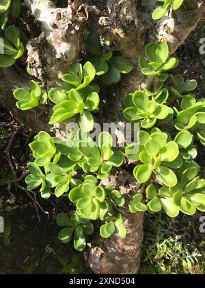Botterboom (Tylecodon paniculatus) Plantae Stock Photo - Alamy