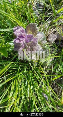 Pyramidal Bugle (Ajuga pyramidalis) Plantae Stock Photo - Alamy