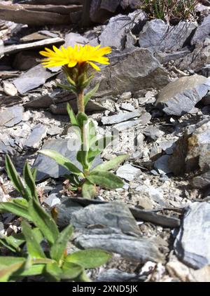 lyall's tonestus (Tonestus lyallii Stock Photo - Alamy