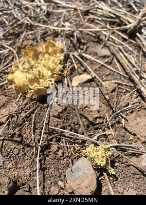 (Selenia dissecta) Plantae Stock Photo - Alamy