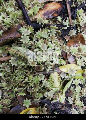 Pigeonwood (Hedycarya arborea) Plantae Stock Photo - Alamy