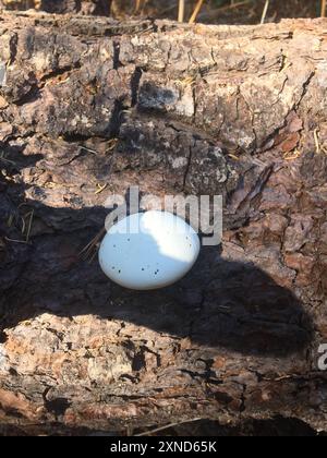 Veiled Polypore (Cryptoporus volvatus) Fungi Stock Photo - Alamy