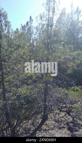knobcone pine (Pinus attenuata), Plantae, Fort Ord National Monument ...