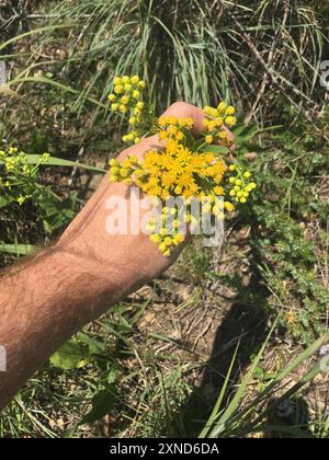 common stiff goldenrod (Solidago rigida humilis), Plantae, Table Mesa ...