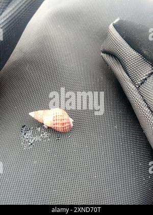 Threeline Mudsnail (Ilyanassa trivittata Stock Photo - Alamy