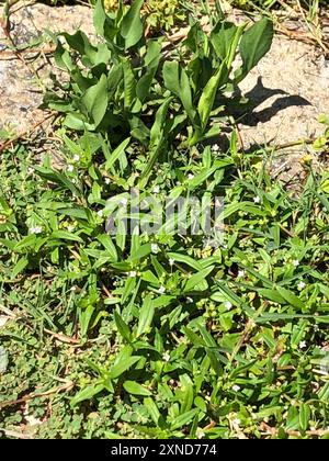 Old World Diamond Flower (Oldenlandia corymbosa) Plantae Stock Photo ...