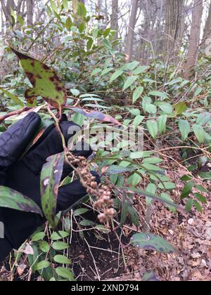 mountain doghobble (Leucothoe fontanesiana) Plantae Stock Photo - Alamy