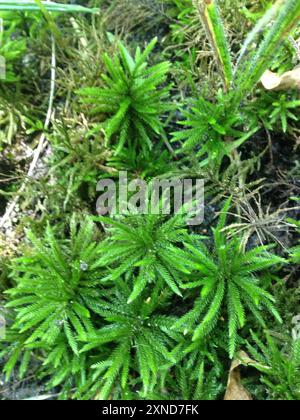 Climacium Mosses (Climacium) Plantae Stock Photo - Alamy