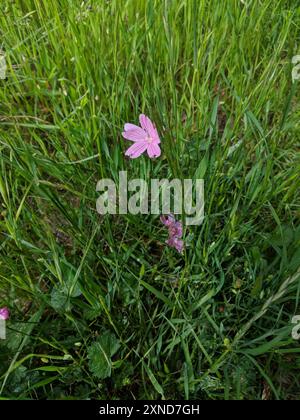 checkerbloom (Sidalcea malviflora) Plantae Stock Photo - Alamy