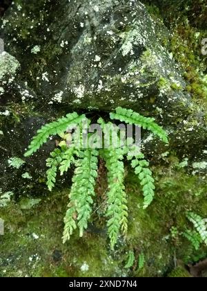 green spleenwort (Asplenium viride) Plantae Stock Photo - Alamy