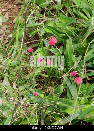 Red Tasselflower (Emilia fosbergii) Plantae Stock Photo - Alamy