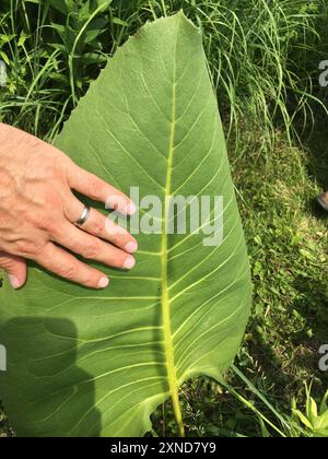 prairie dock (Silphium terebinthinaceum) Plantae Stock Photo - Alamy
