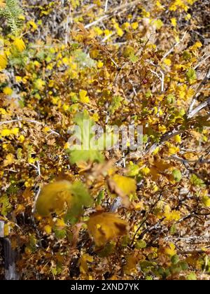 mountain gooseberry (Ribes montigenum) Plantae Stock Photo - Alamy